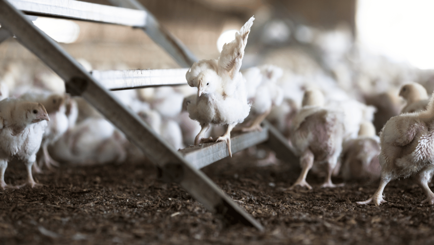 The restaurants and cafes supporting better welfare for meat chickens ...