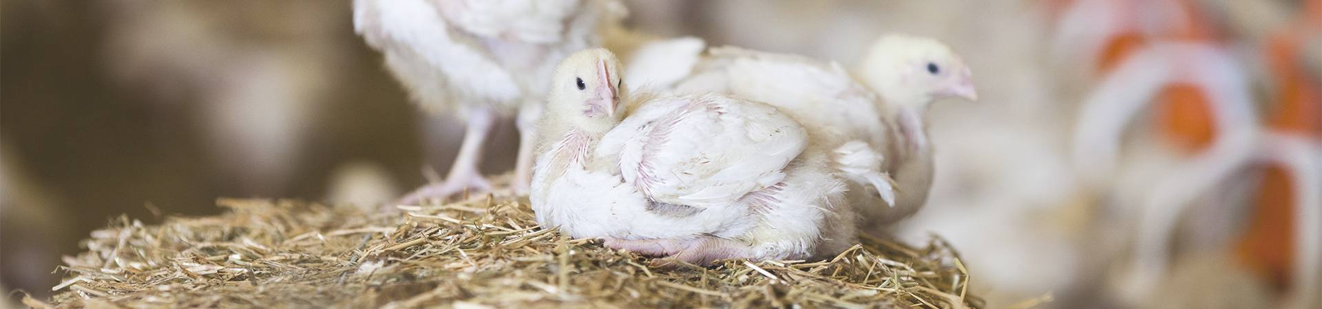 Coles Chicken - RSPCA Approved