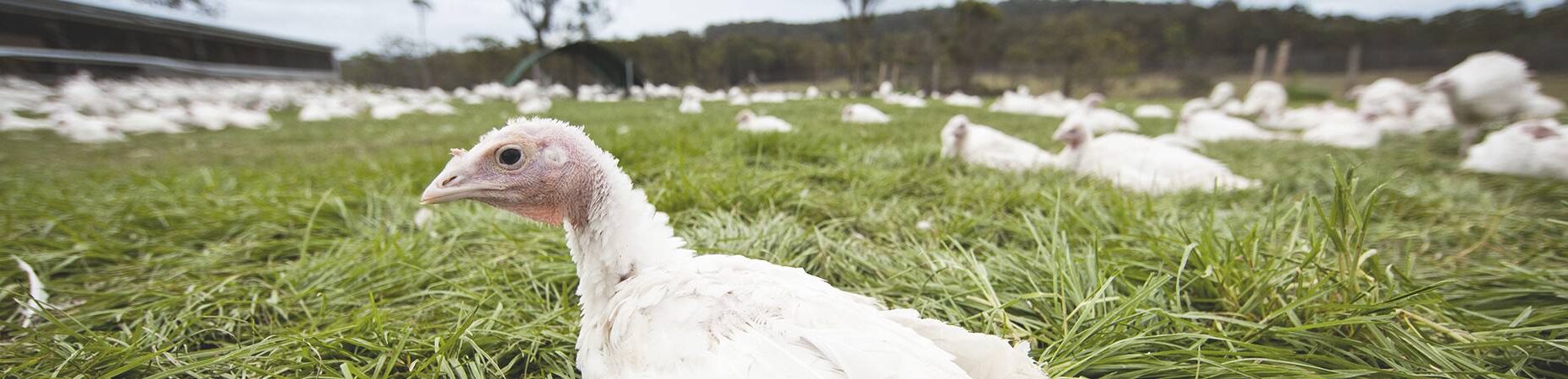 Coles Finest Free Range Turkey - RSPCA Approved