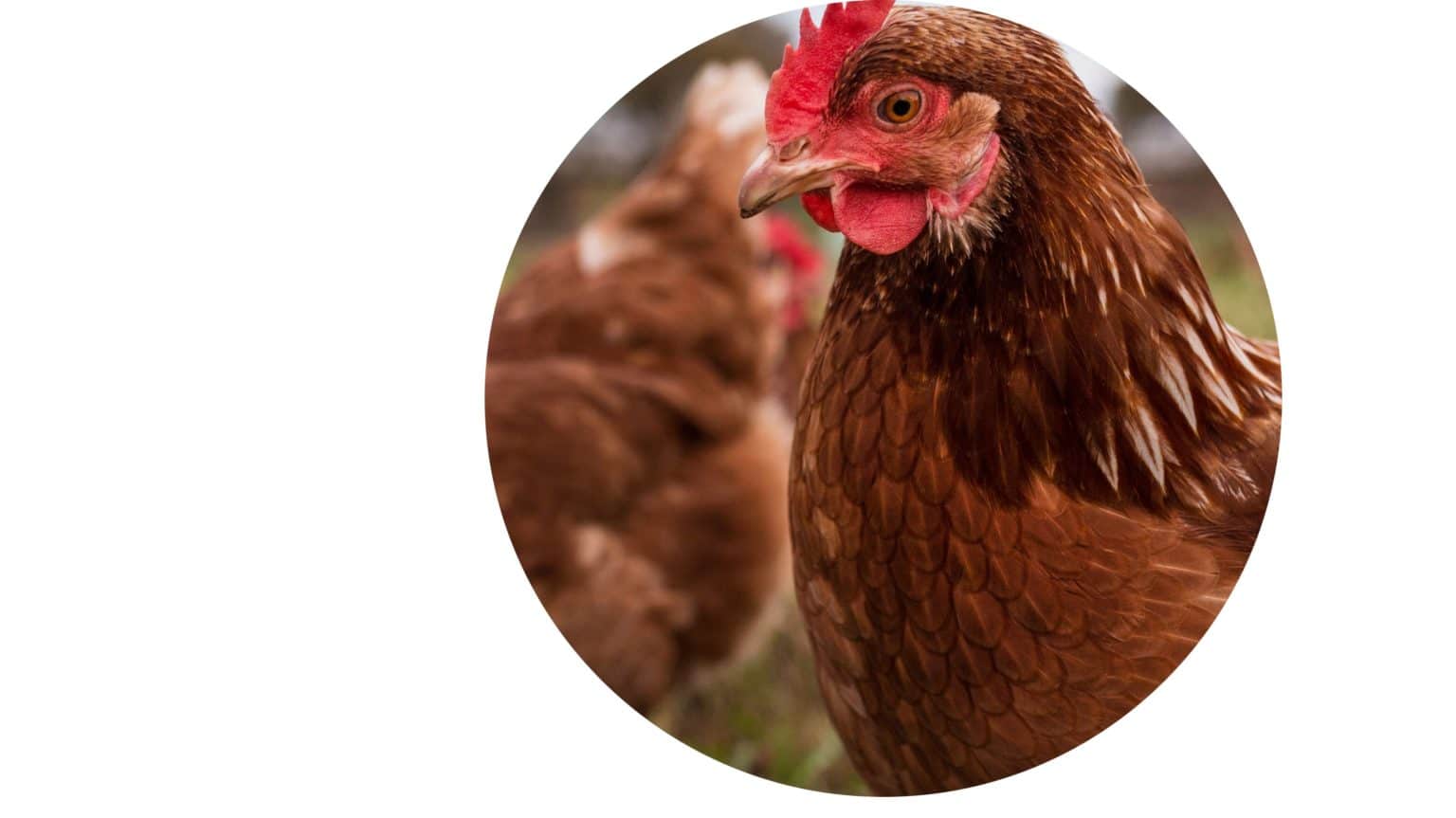 Become Certified | RSPCA Approved