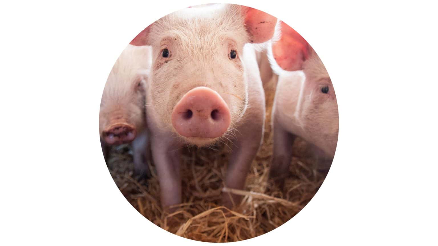 Become Certified | RSPCA Approved