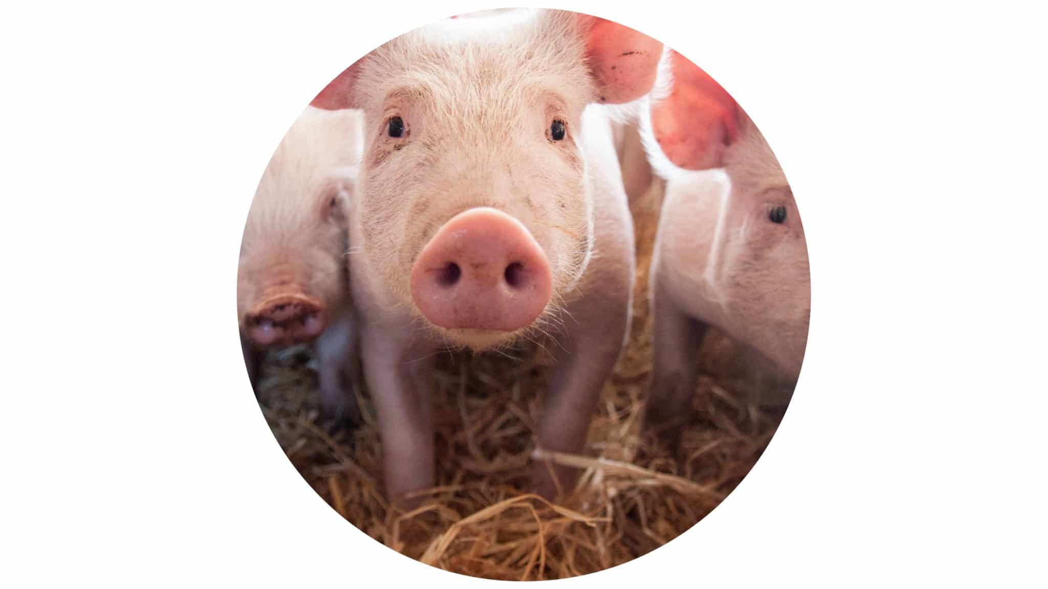 Become Certified | RSPCA Approved