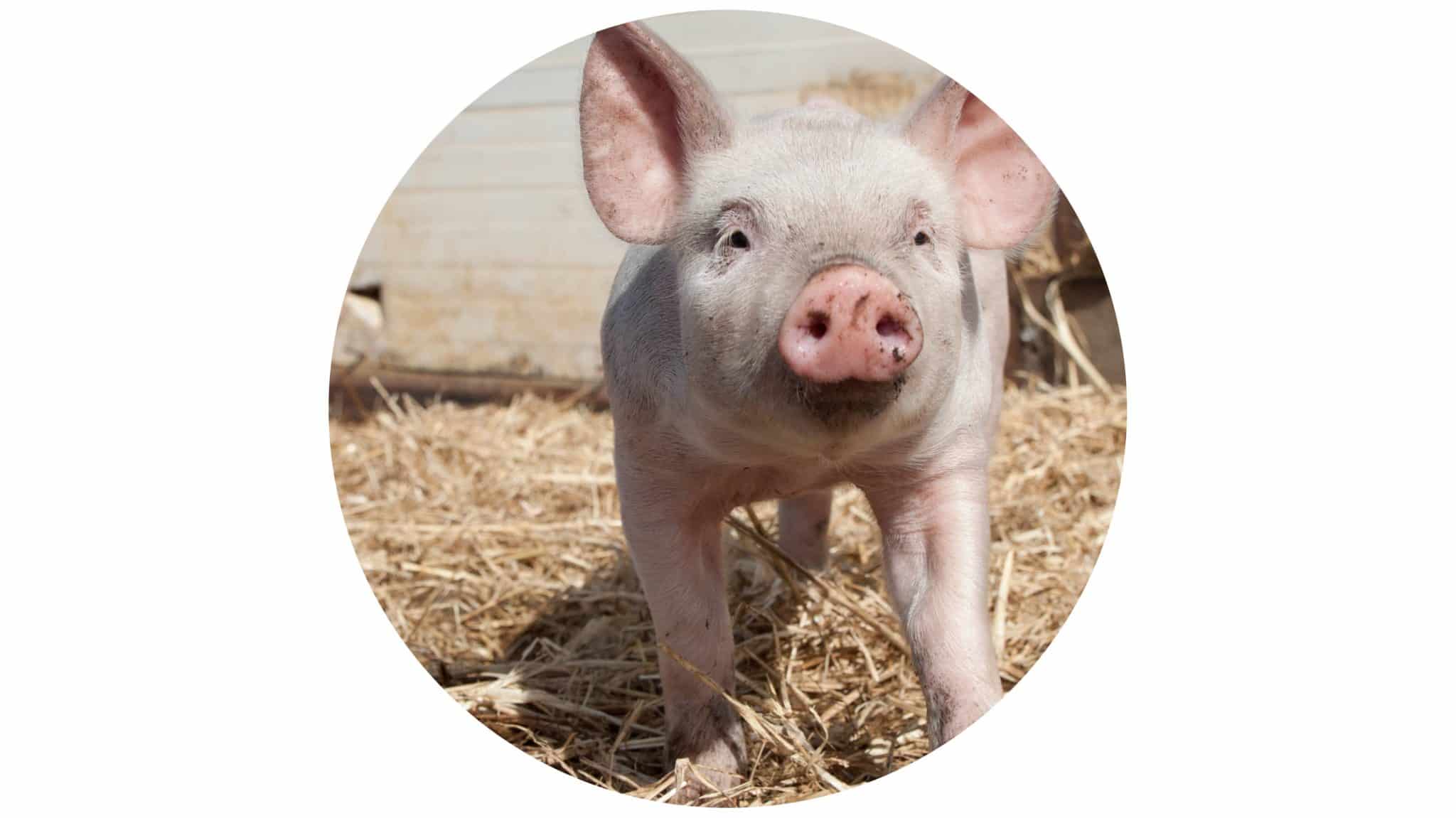 Become Certified | RSPCA Approved