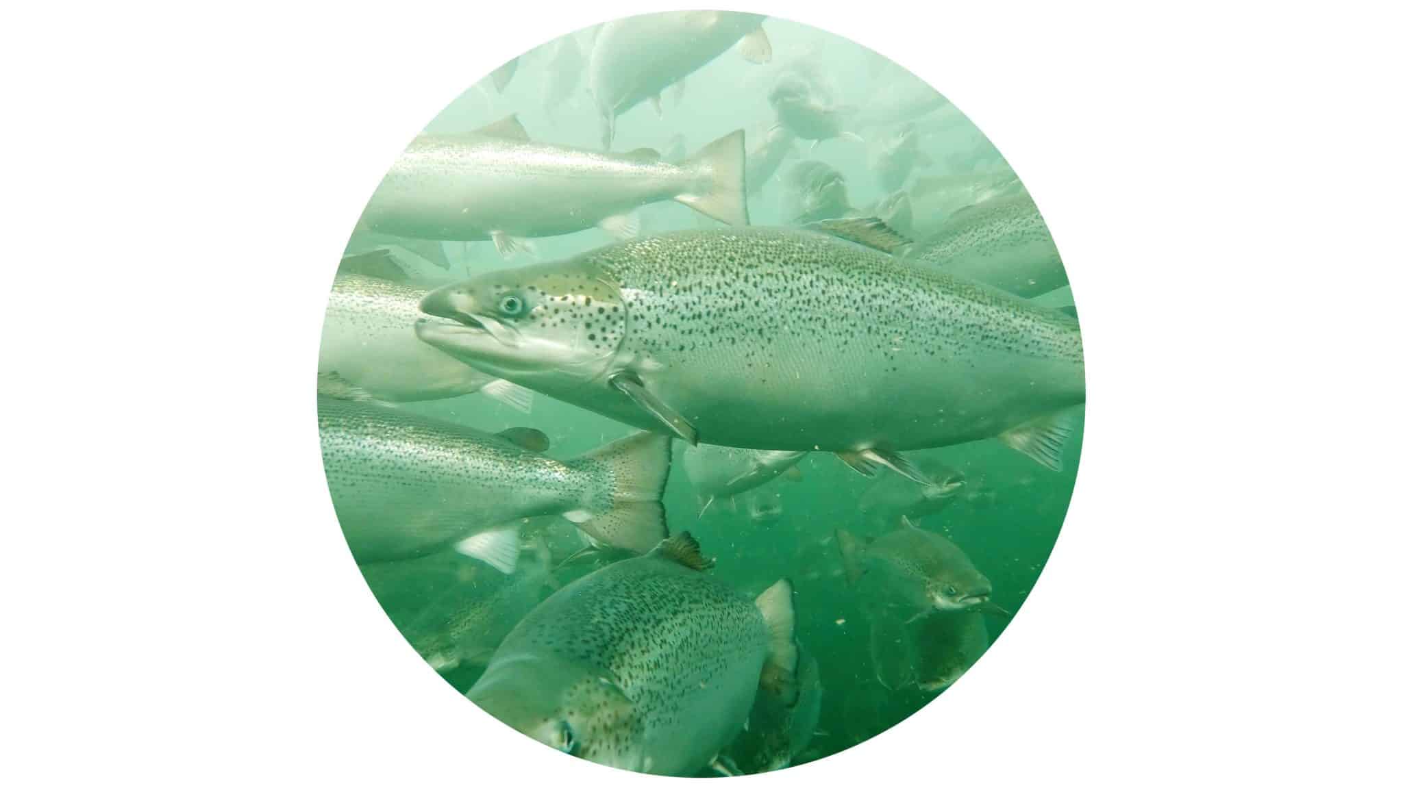 Become Certified | RSPCA Approved