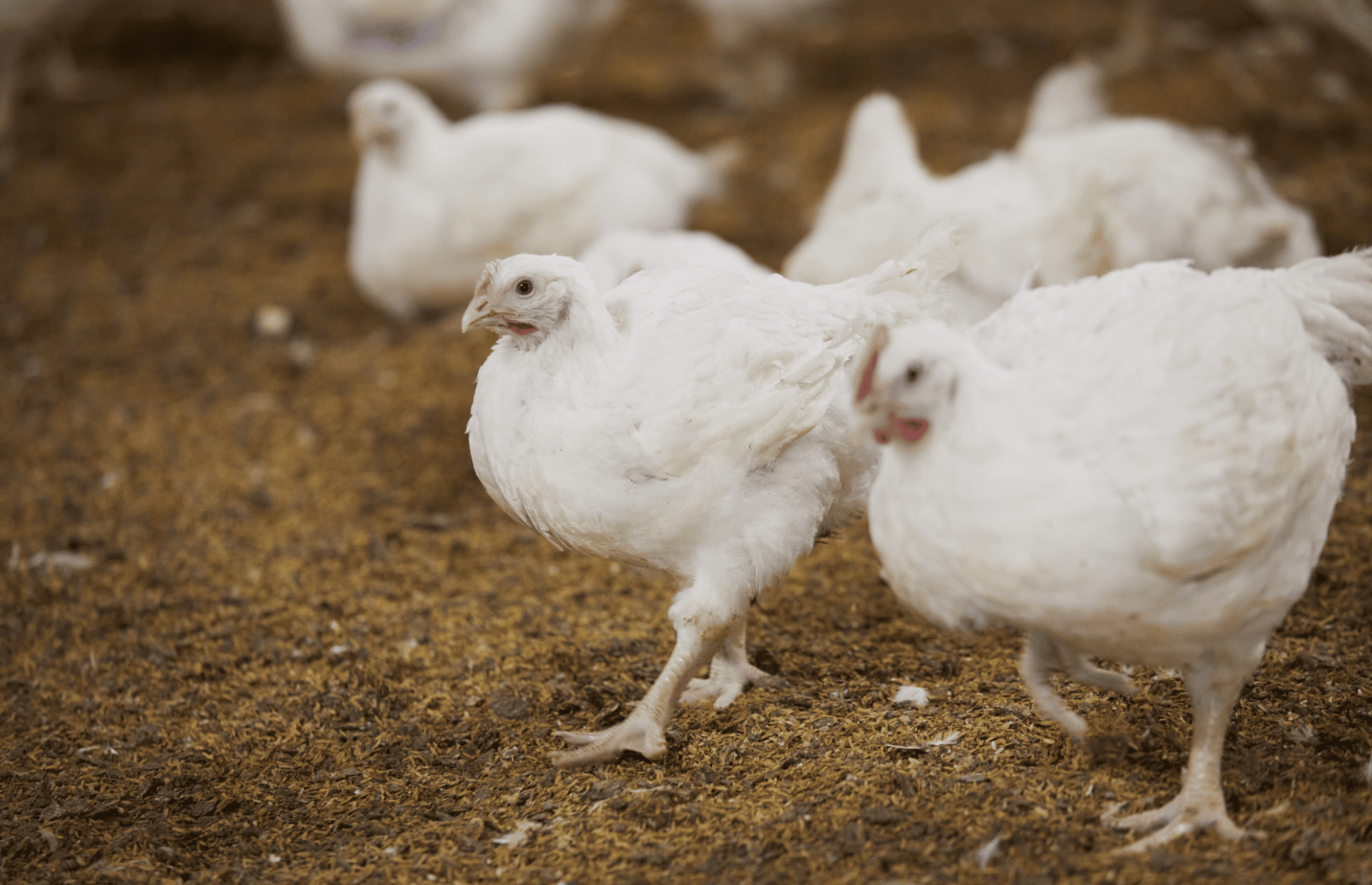 Higher welfare chicken farming | RSPCA Approved Farming Scheme