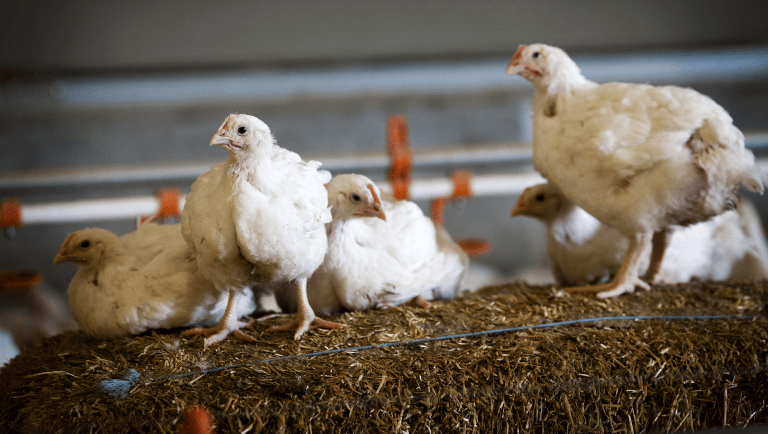 Subway Meats - doing their part for meat chicken welfare | RSPCA Approved