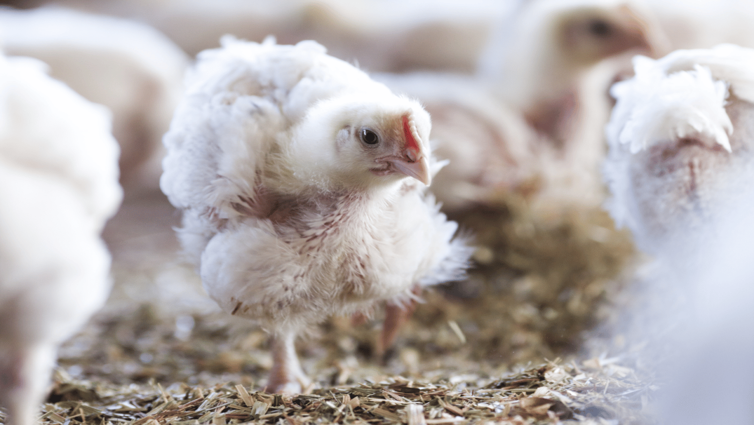 Nando's committed to RSPCA Approved chicken | RSPCA Approved