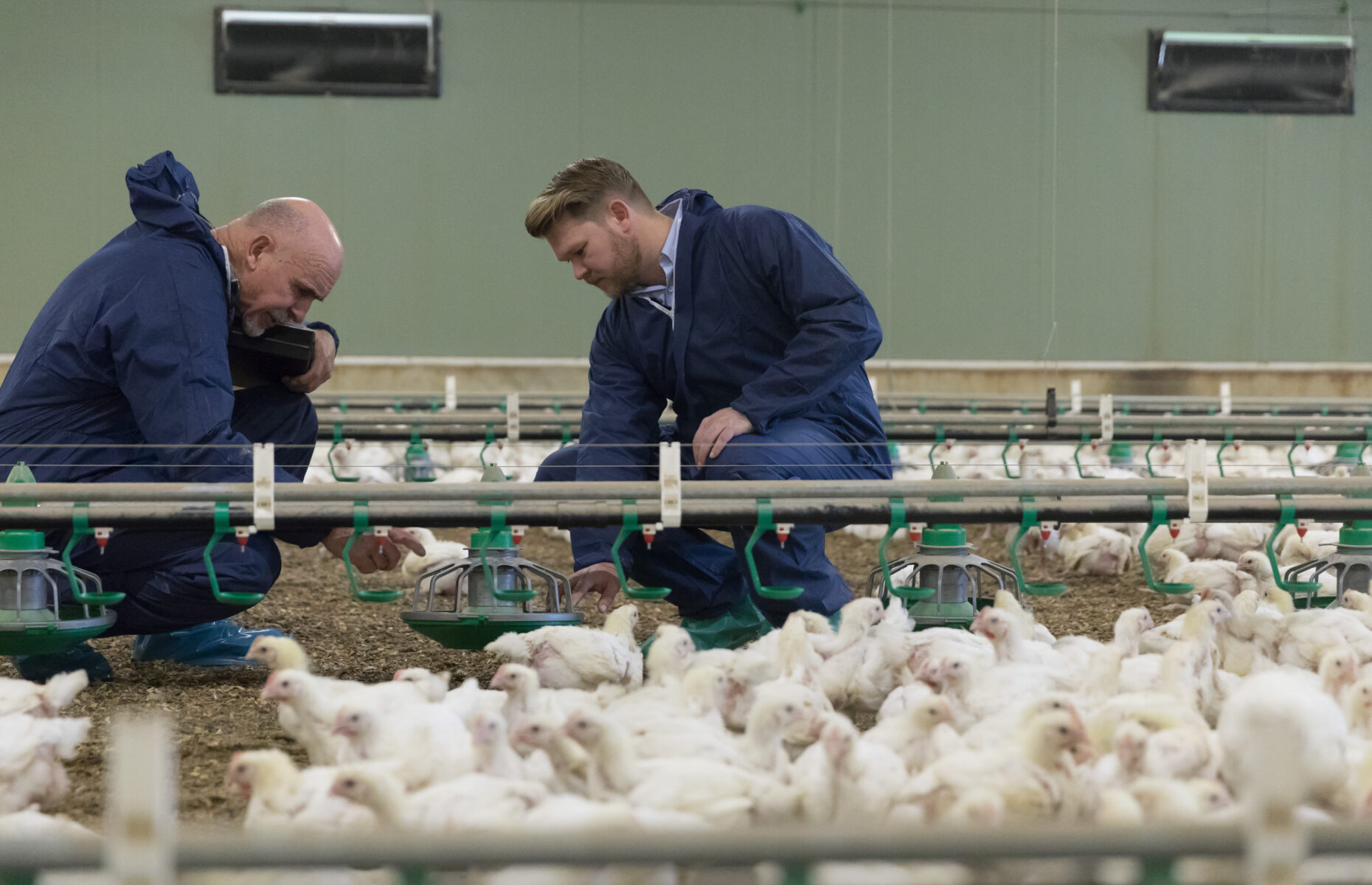 MORE THAN A LOGO: What it Takes for a Farm to Achieve RSPCA Approved ...