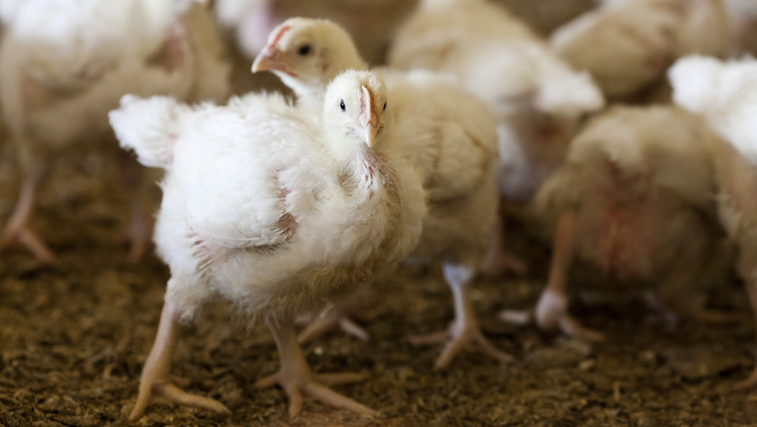 Soul Origin supporting higher welfare farming | RSPCA Approved