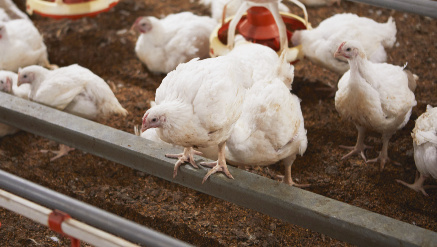 Leading the Way to Better Welfare | RSPCA Approved