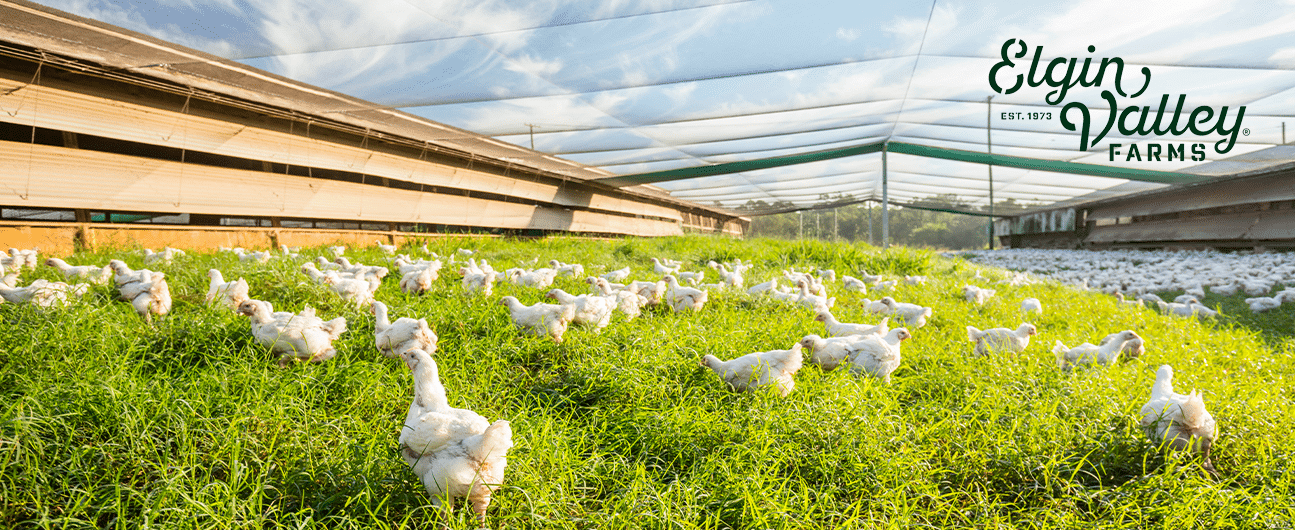 Elgin Valley Farms - Free Range | RSPCA Approved