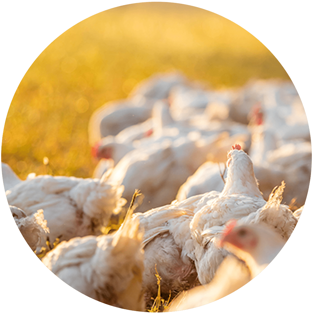 The Family-Owned Business Prioritising the Needs of Inquisitive Birds ...