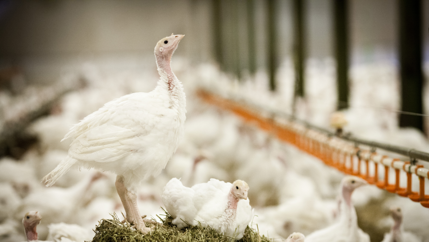 Talking Turkey about Higher Welfare at ALDI | RSPCA Approved
