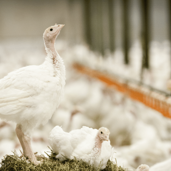 RSPCA Approved | Improving The Lives Of Farm Animals