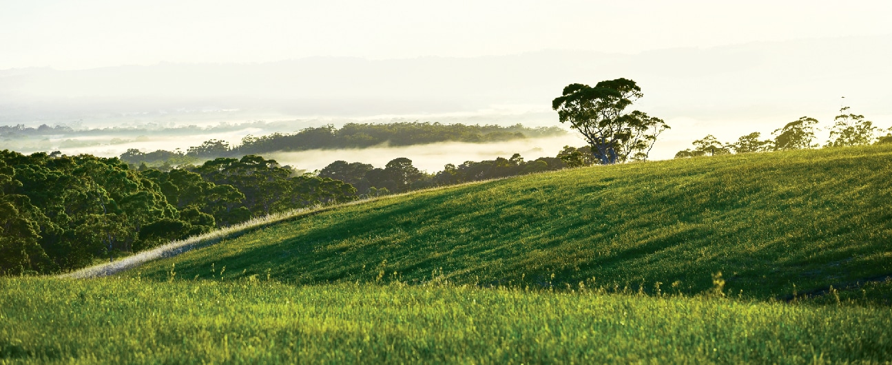 Macro Free Range Chicken | RSPCA Approved